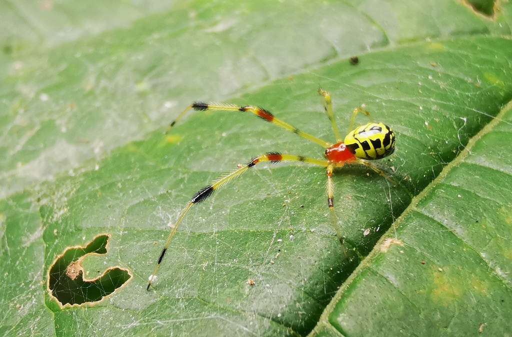 Chrysso urbasae from Water pump, Doi Suthep. Chiangmai, Thailand on May ...