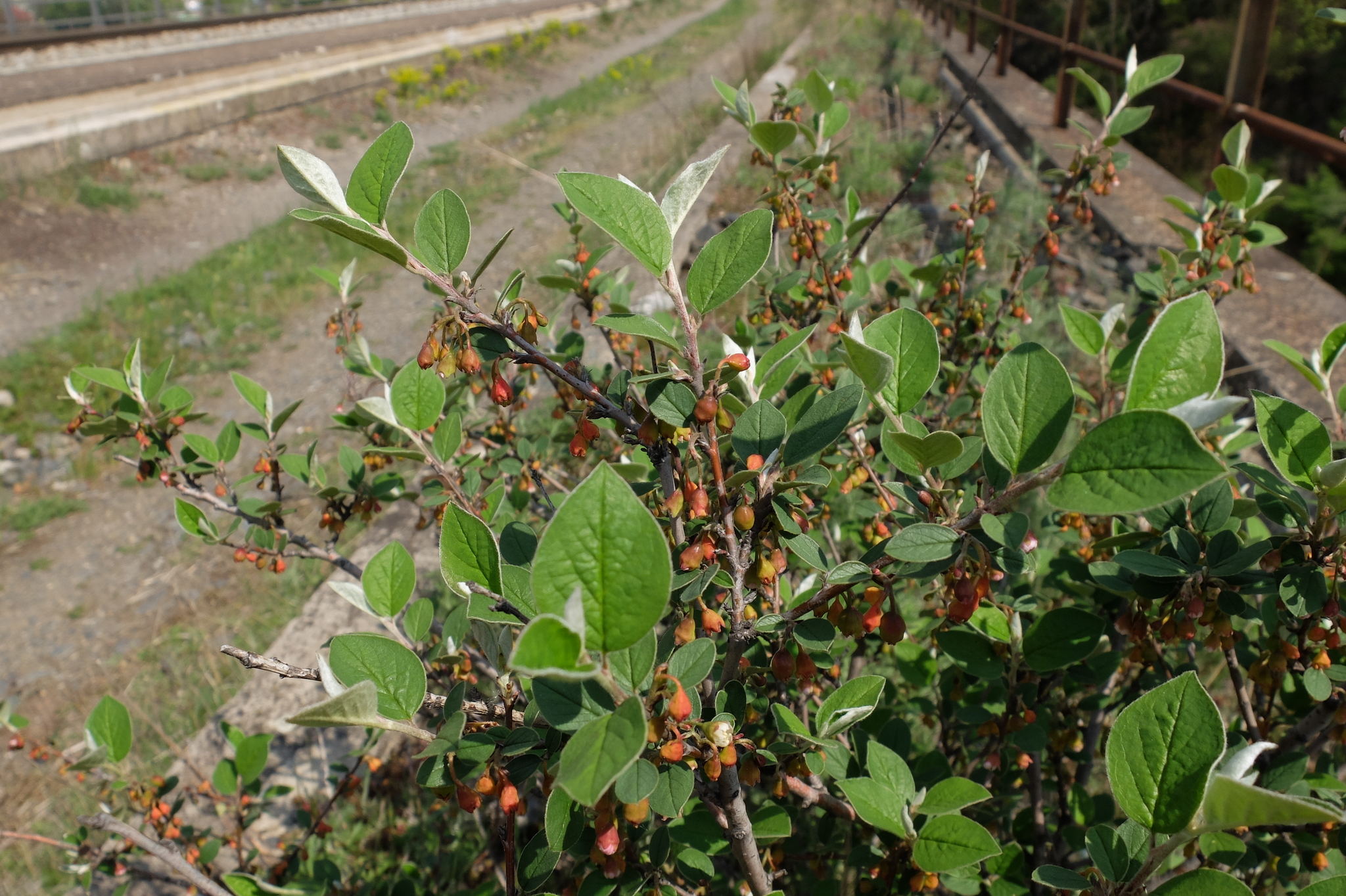 Cotoneaster integerrimus Medik.