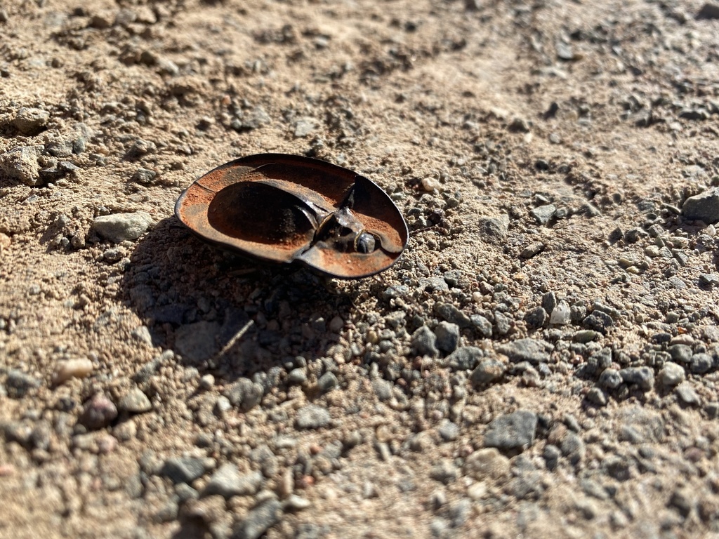 Pie-dish Beetles from Laverton, WA, AU on May 03, 2022 at 02:49 PM by ...