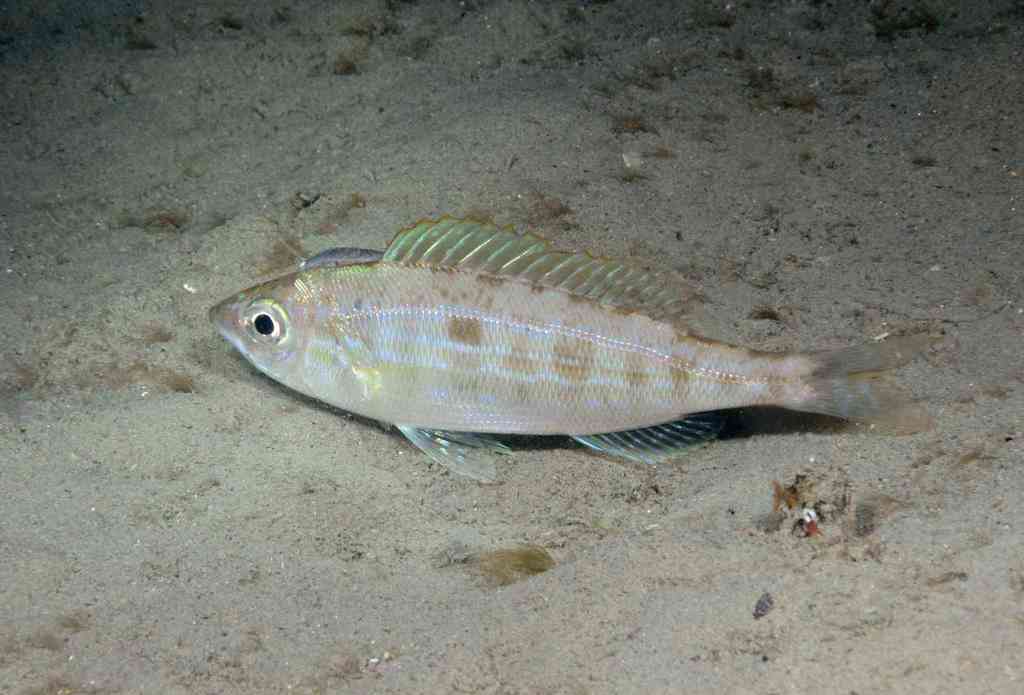 (Spicara flexuosum) - Marine Life Identification