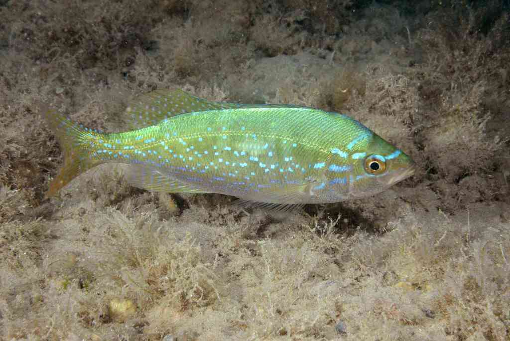 Blotched Picarel (Spicara maena) - Marine Life Identification