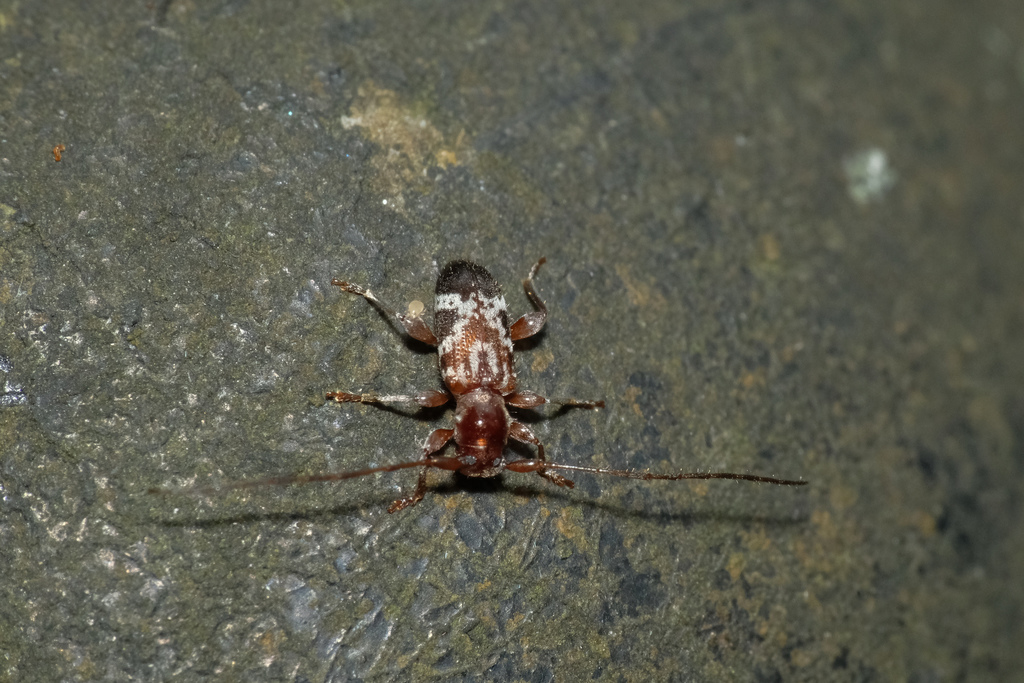 Longhorn Beetles from The Peak, Hong Kong on May 2, 2022 at 03:23 PM by ...