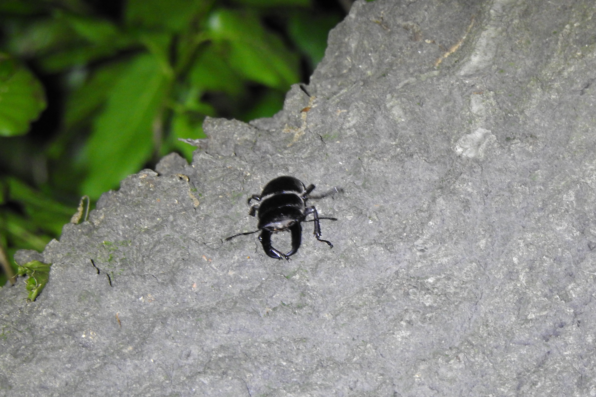 Serrognathus titanus platymelus (Saunders, 1854)