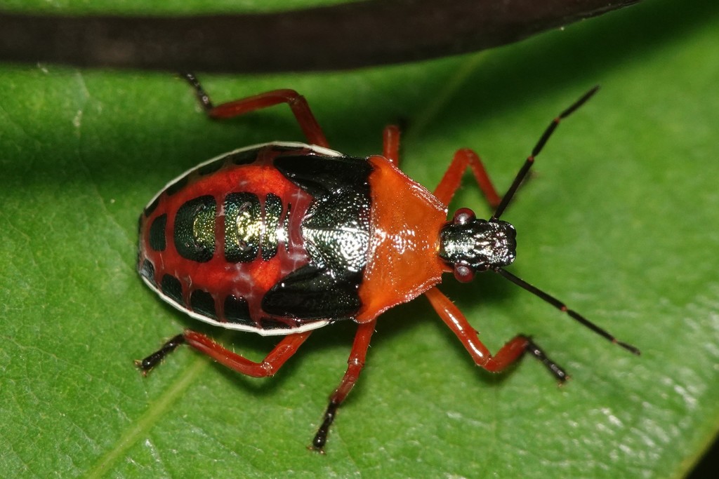 Eocanthecona from Woodlands, Singapore on May 03, 2022 at 11:22 AM by ...