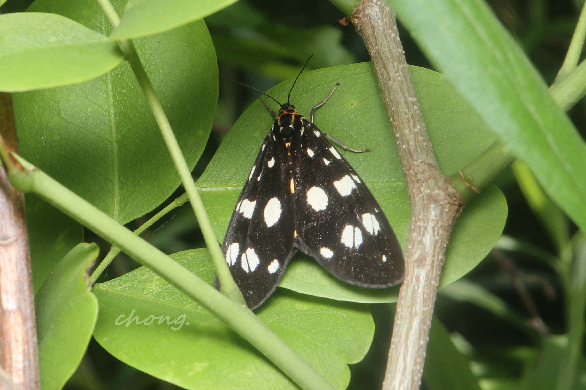Nikaea longipennis Walker, 1855