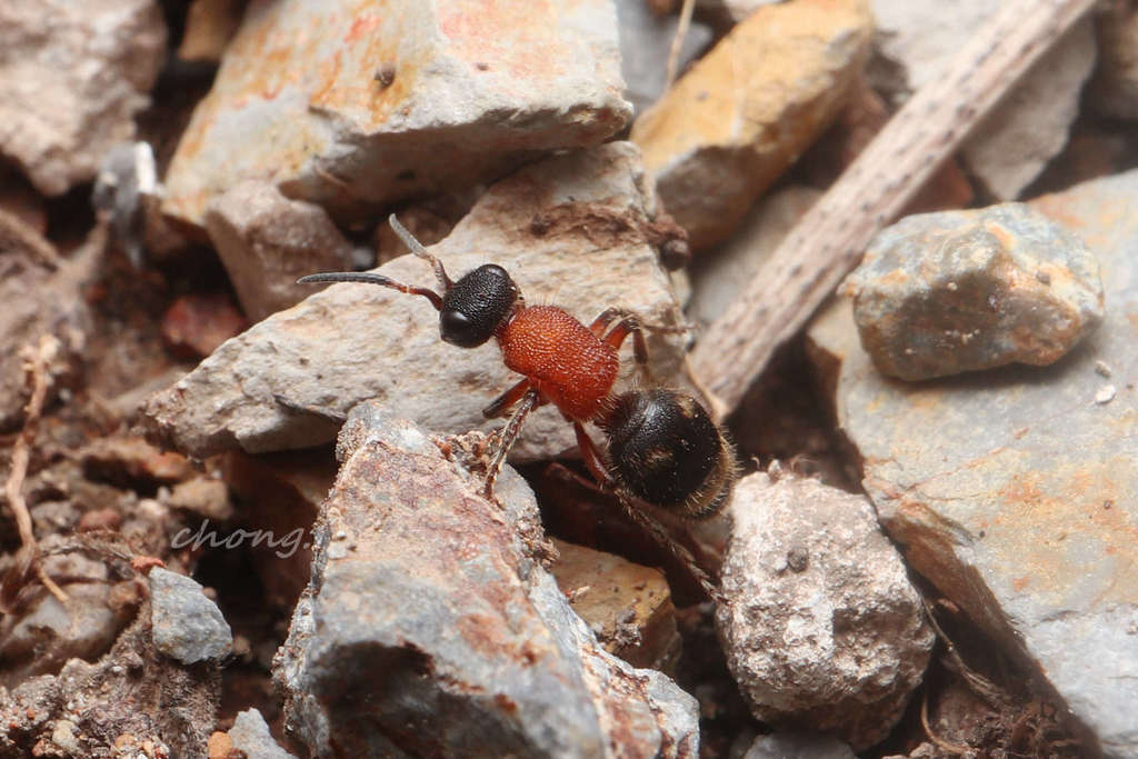 Neotrogaspidia pustulata from 中国江苏省南京市江宁区 on May 2, 2022 at 12:49 PM by ...