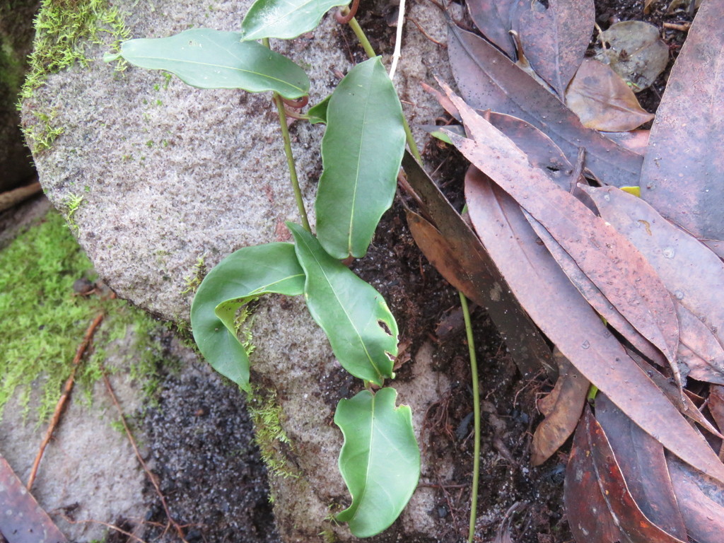 Scented Marsdenia in May 2022 by Josh Magro. Common silkpod? · iNaturalist