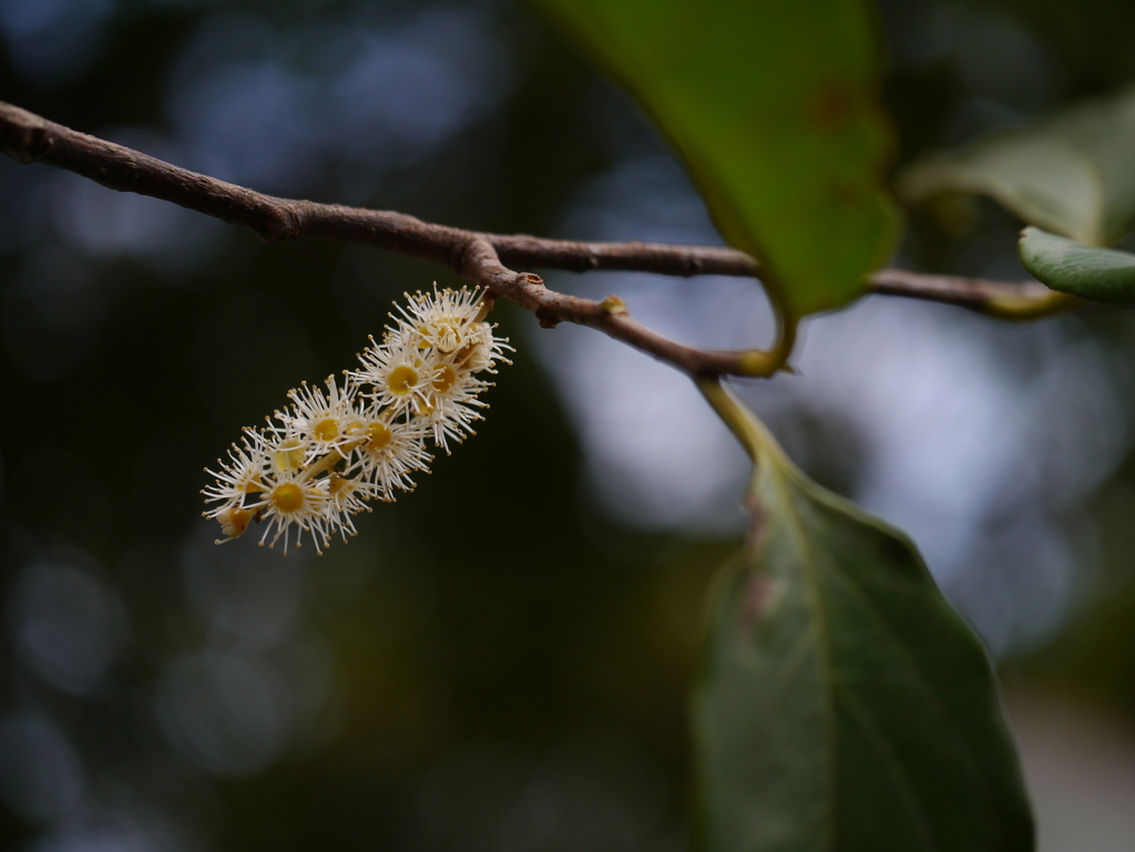 Prunus ceylanica in September 2015 by Dinesh Valke · iNaturalist