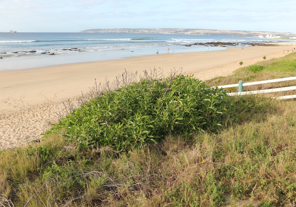 Australian Ngaio from Hartenbos Promenade, Mossel Bay on April 30, 2022 ...