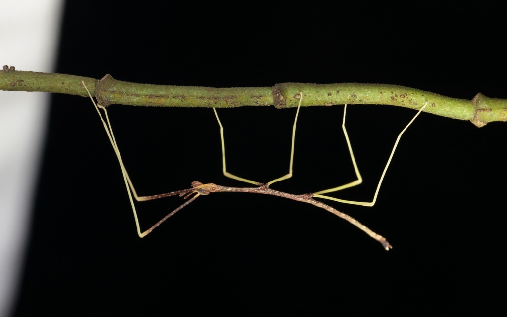 Macellina souchongia from Devil's peak on May 2, 2022 at 09:15 PM by ...