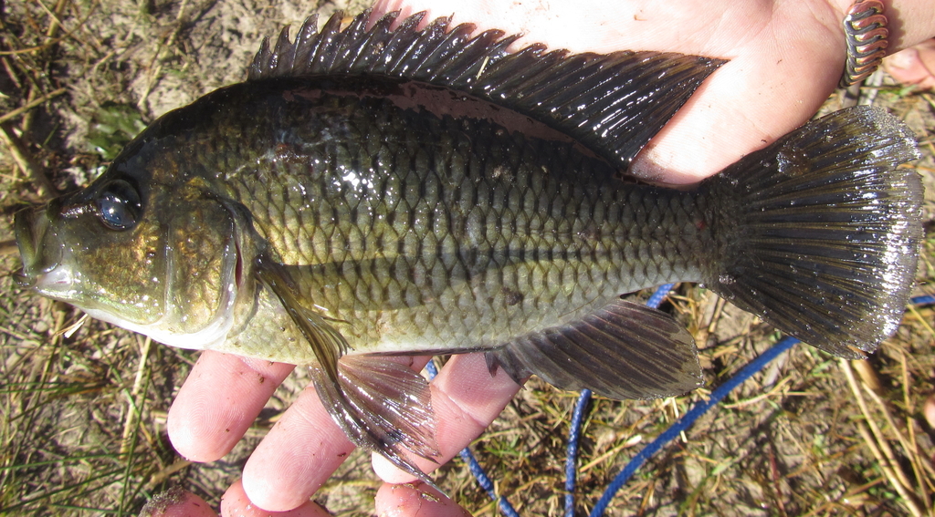 Longfin Tilapia (Oreochromis macrochir) - Marine Life Identification