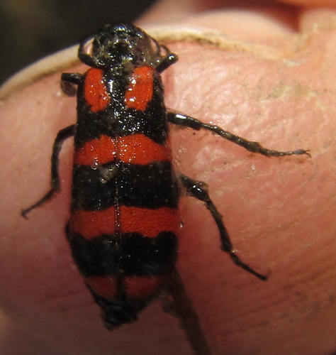 Hycleus bicinctus · iNaturalist