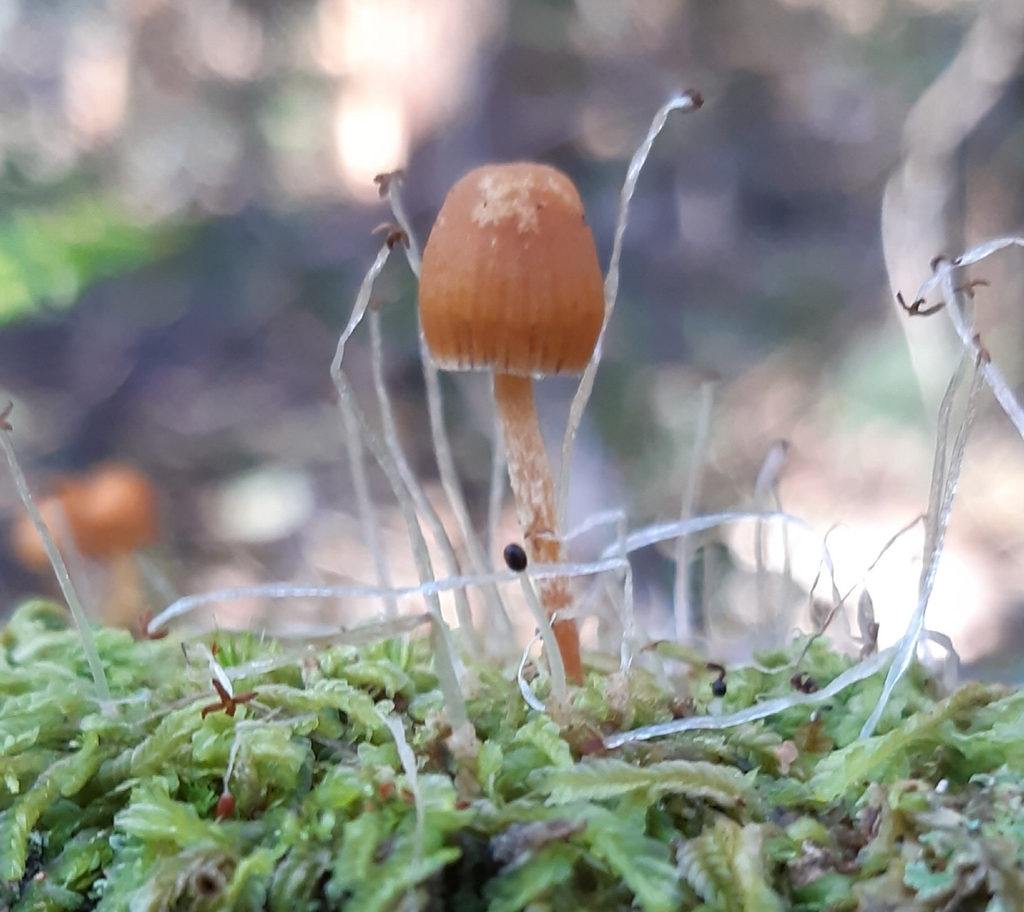 Moss Bell in July 2021 by derwaldapothekerin · iNaturalist