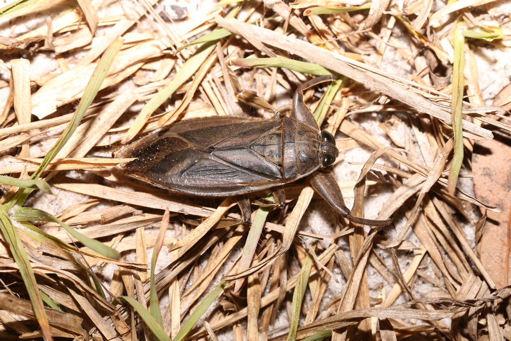 Uhler's Giant Water Bug from Osceola County, FL, USA on April 30, 2022 ...