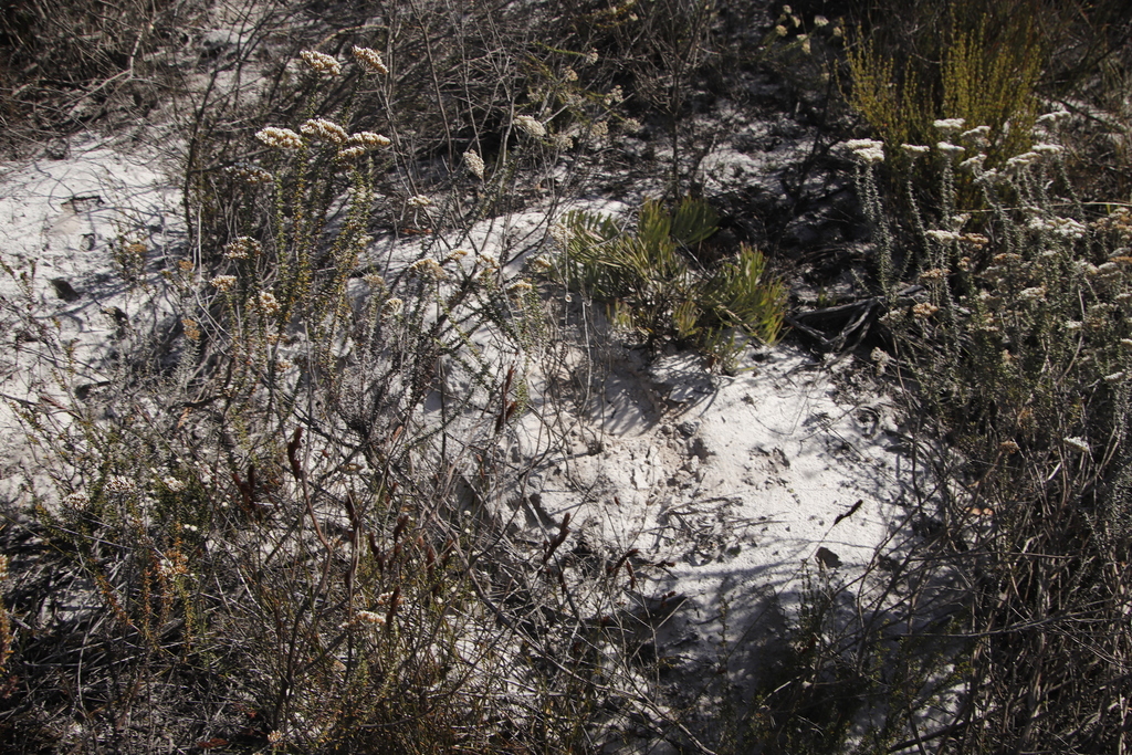 Fynbos Blombush from n of Pella Road half way to Pella, Atlantis area ...