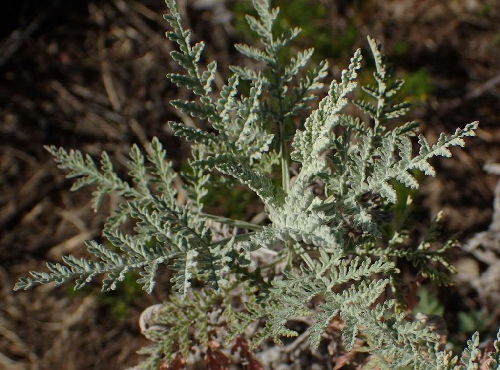 African wormwood (Artemisia afra) - Botanical Realm
