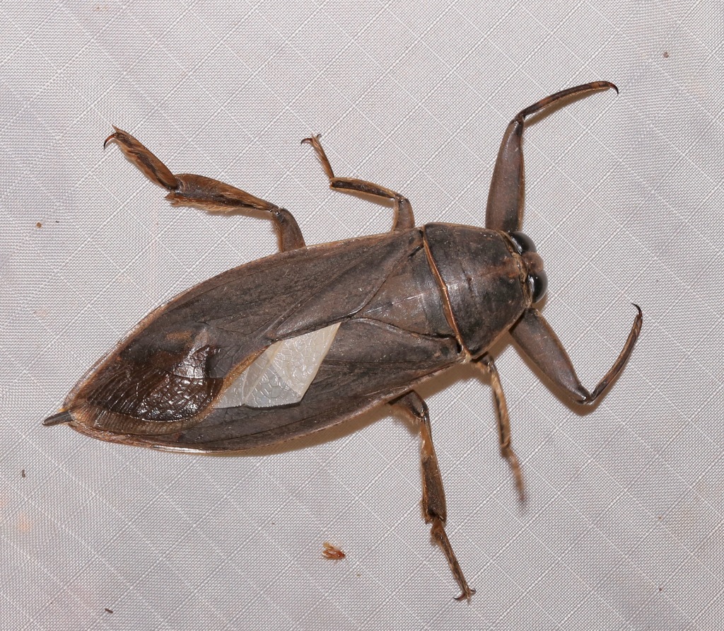 Eastern Toe-biter (Biodiversity of Eckerd College) · iNaturalist