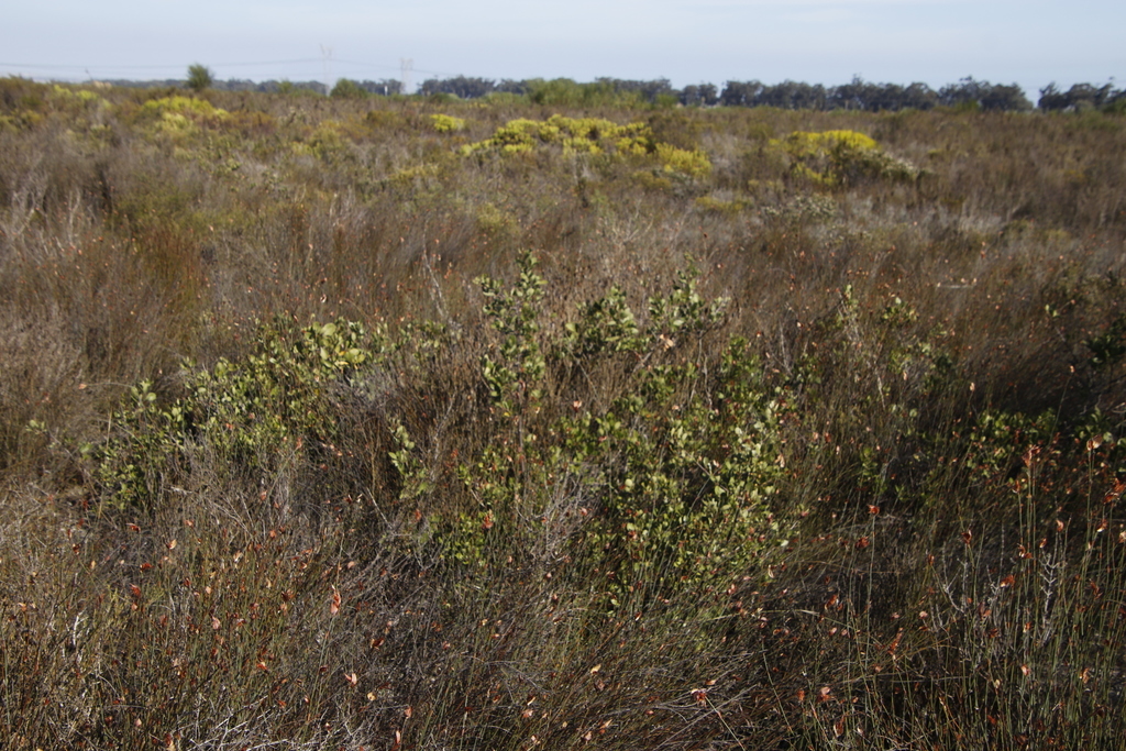 Common Dune Currantrhus from Pella Road, half way between Atlantis and ...