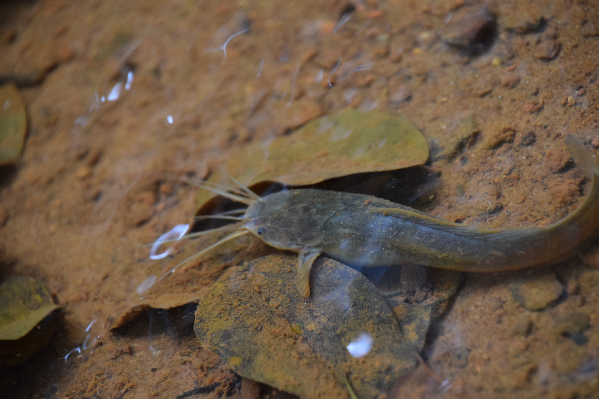 Clarias batrachus (Linnaeus, 1758)