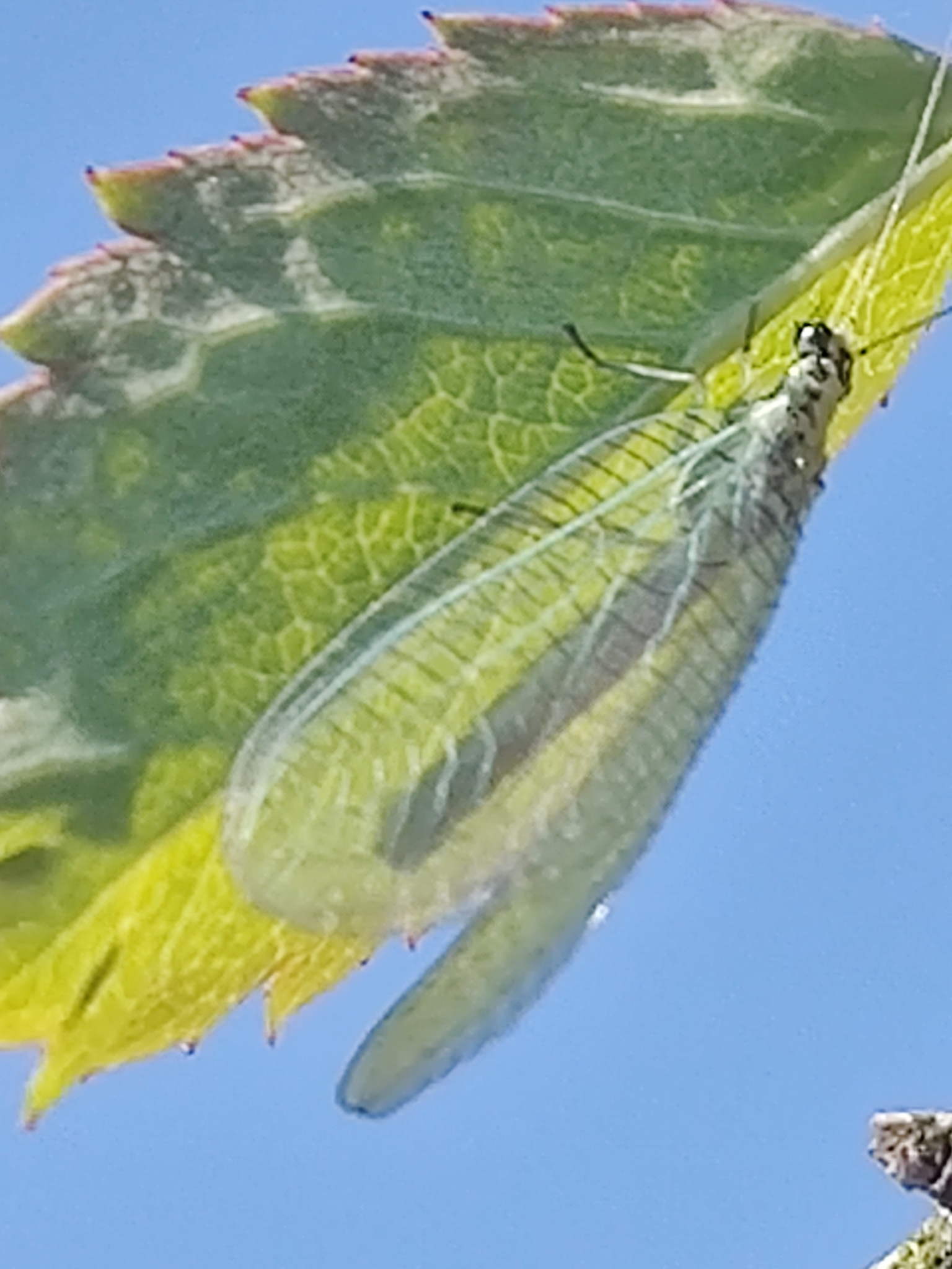 Chrysopa perla (Linnaeus, 1758)