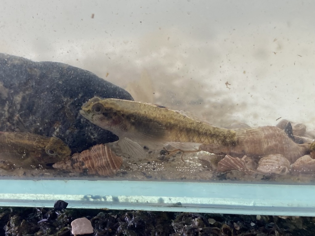 Largemouth Goby from Parramatta River, Rhodes, NSW, AU on March 17 ...