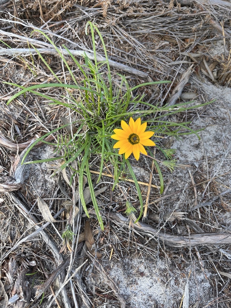 Gazania pectinata (Thunb.) Hartw.