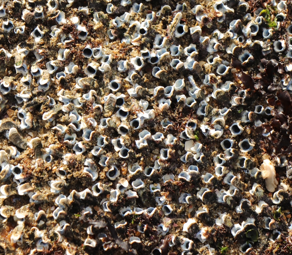 Blue Coral-worm from Intertidal Rock Pools, The Point, Mossel Bay on ...