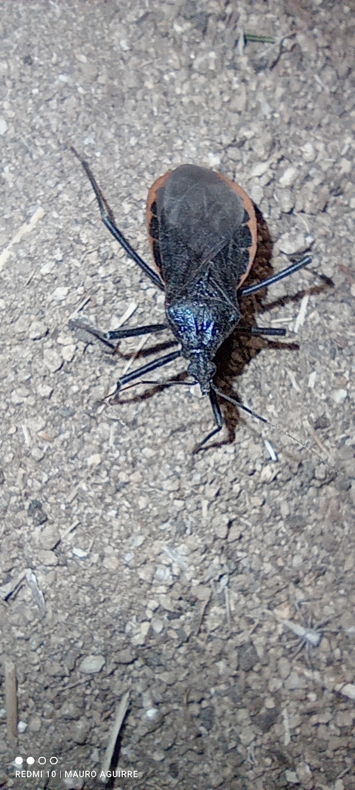 Triatoma recurva (Stål, 1868)