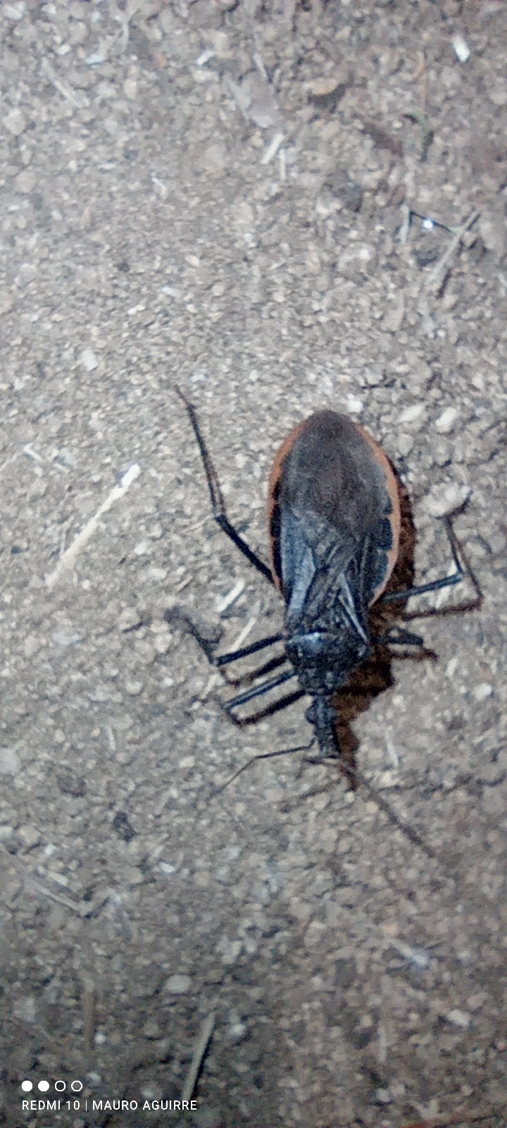 Triatoma recurva (Stål, 1868)