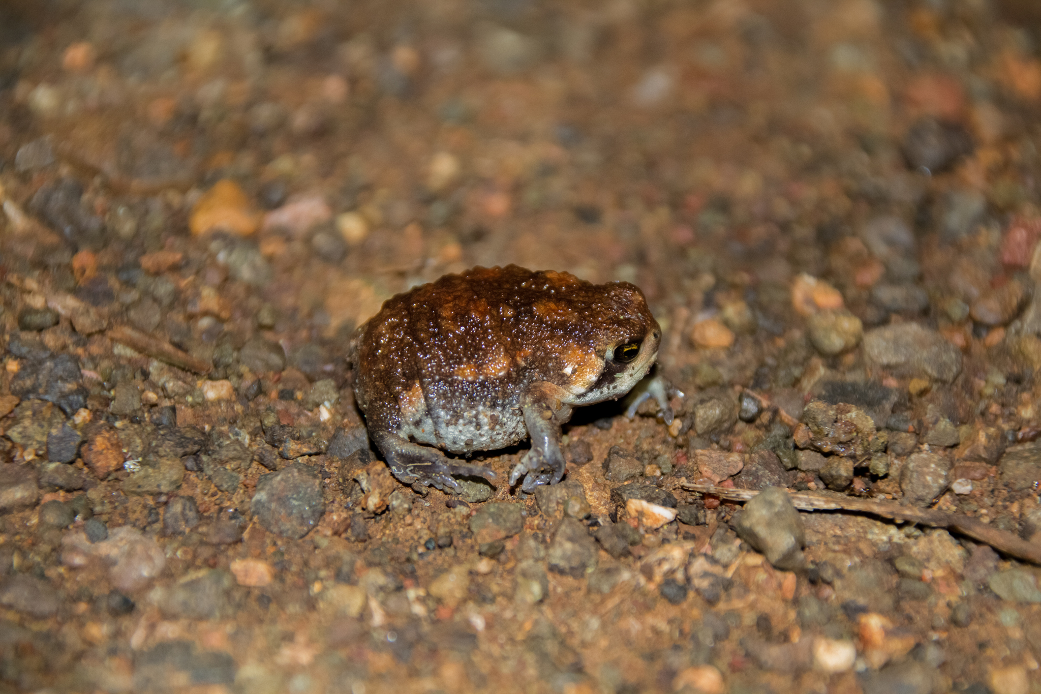 Breviceps adspersus Peters, 1882