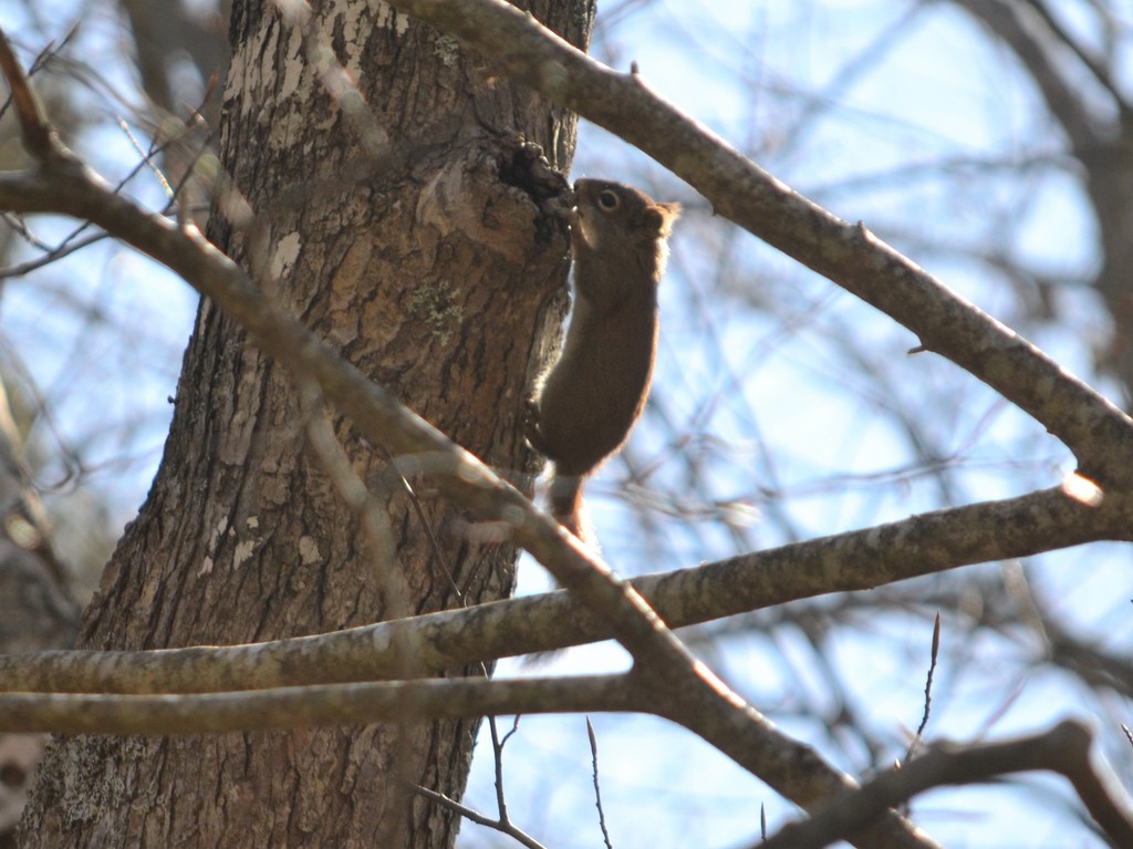American Red Squirrel from Stratford, Queens, PEI, Canada on May 02 ...