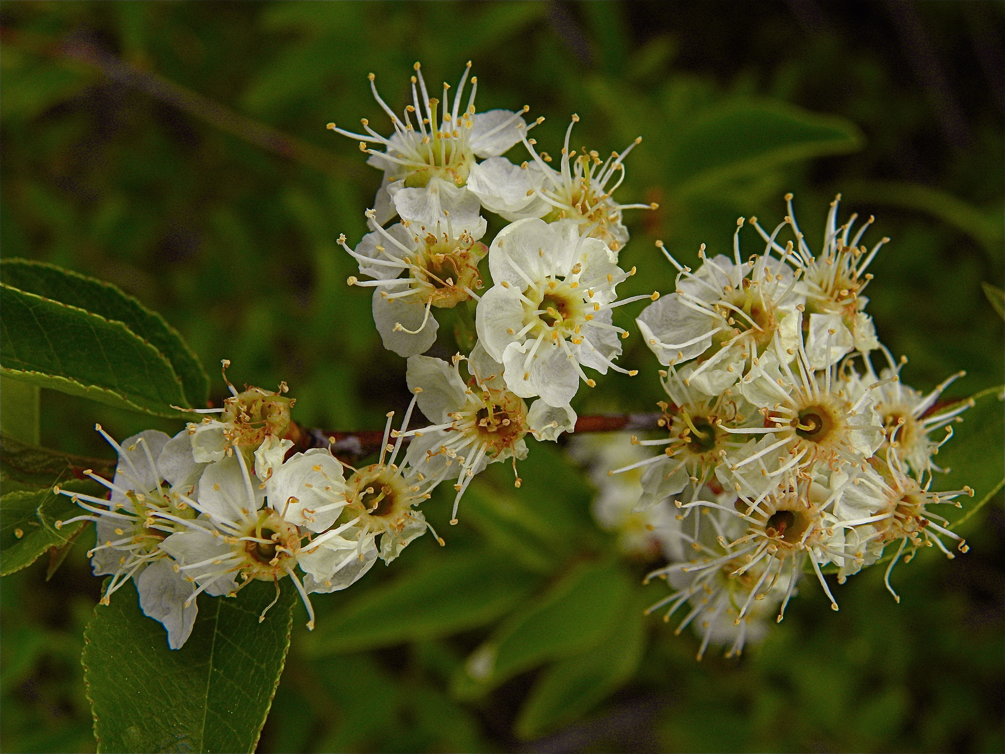 Prunus Emarginata Bitter Cherry