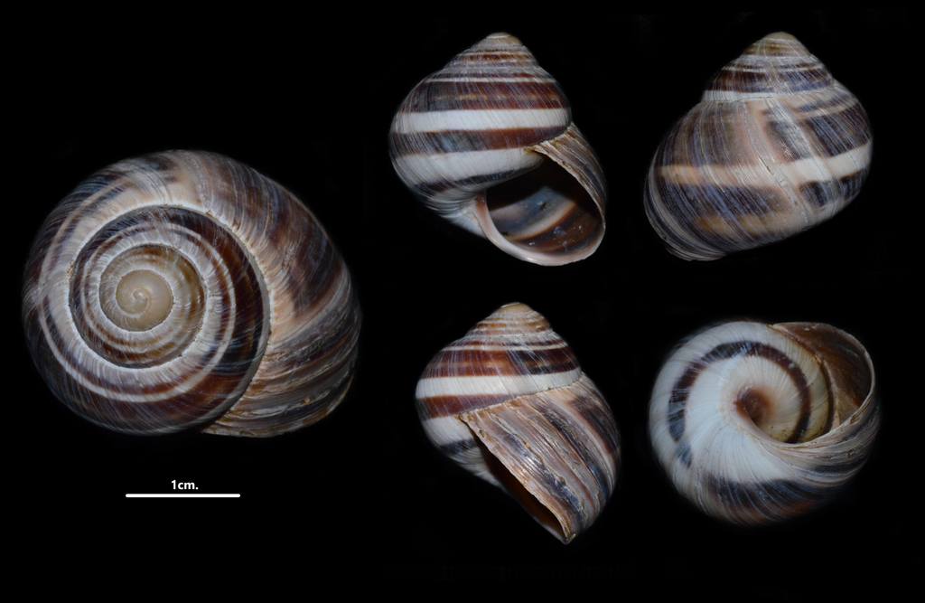 Philipp's Snail from Εξοχή 570 10, Ελλάδα on April 21, 2022 at 02:19 AM ...