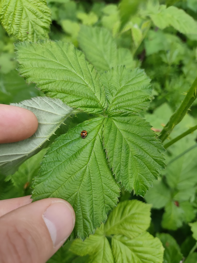 Armenian Blackberry from Liverpool, UK on May 2, 2022 at 11:01 AM by ...