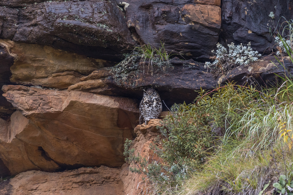 Bubo capensis capensis from Mkhomazi Wilderness area, South Africa on ...