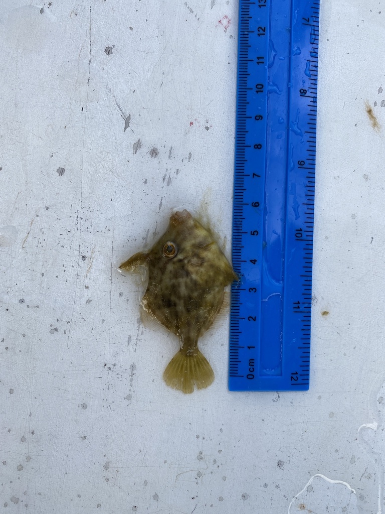 Planehead filefish from Sarasota Bay, Sarasota, FL, US on May 03, 2022 ...