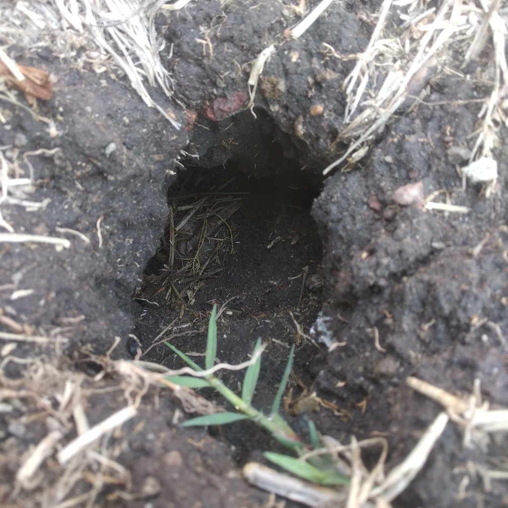 Merriam's pocket gopher from San Miguel, Macuila, San Andrés Cholula ...