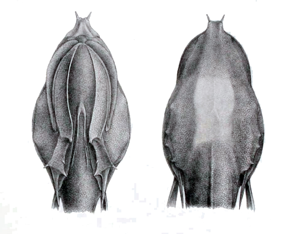 Bony-eared Assfish (Acanthonus armatus) - Marine Life Identification