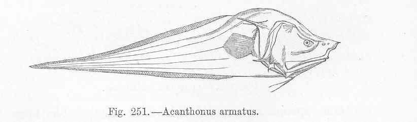 Bony-eared Assfish (Acanthonus armatus) - Marine Life Identification
