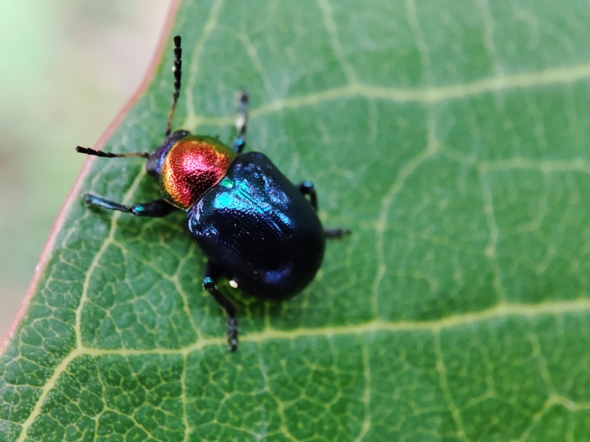 Parheminodes Chen, 1940