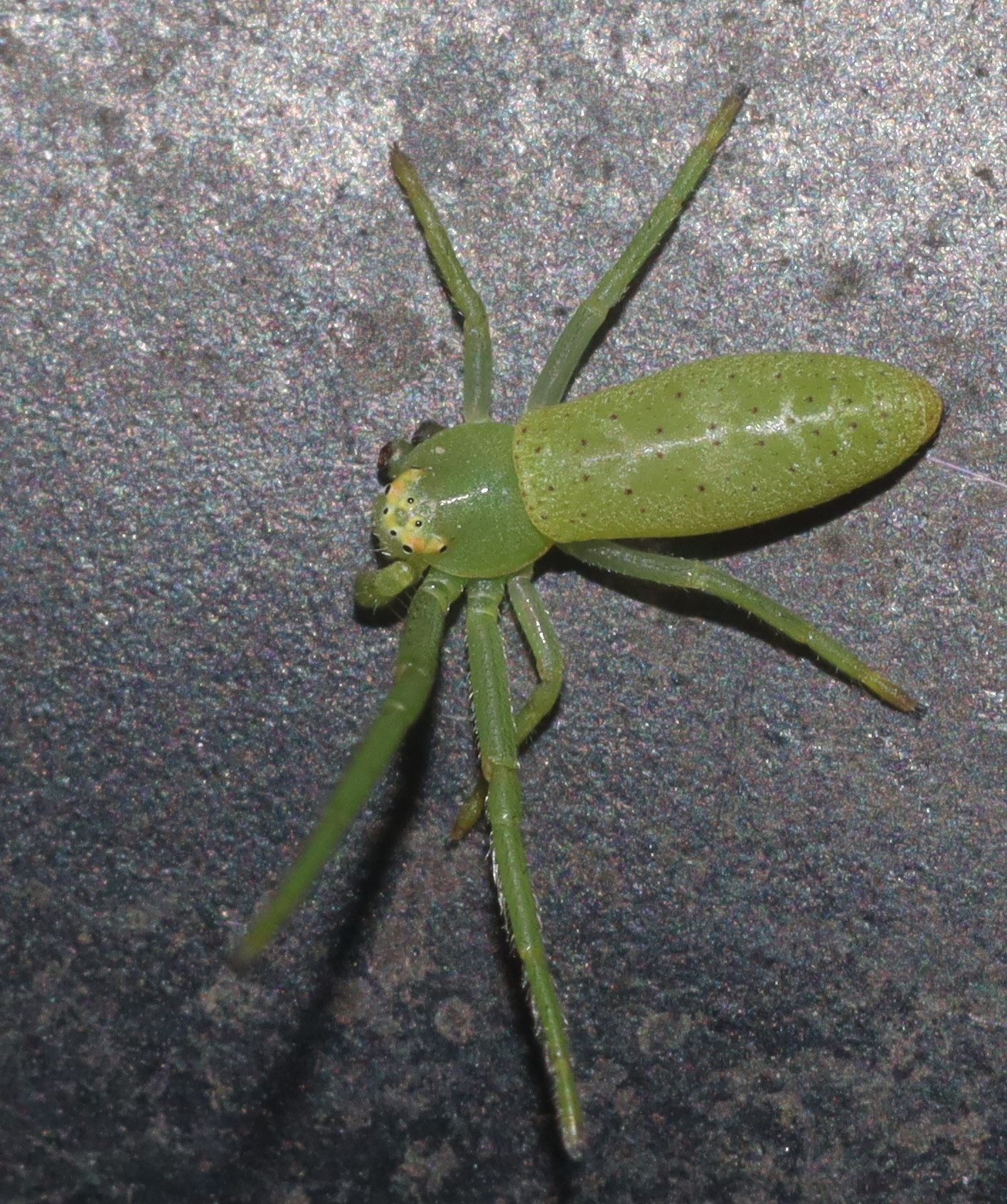 Cetratus rubropunctatus (Rainbow, 1920)