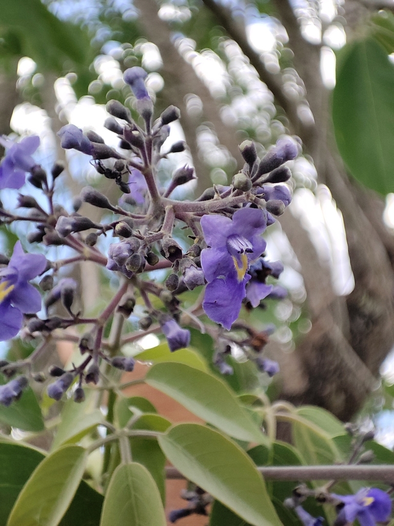 Vitex gaumeri in April 2022 by JOSE JAVIER MAY CHAN. Ya'axnik · iNaturalist