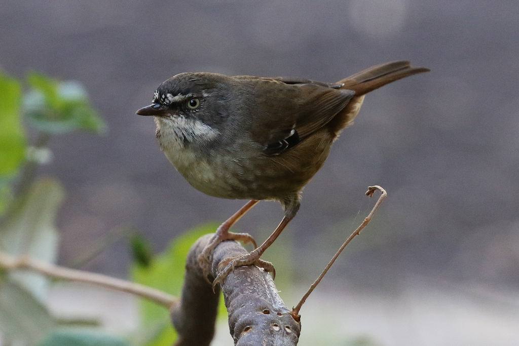 White-browed Scrubwren from Australian National Botanic Gardens, ACT ...