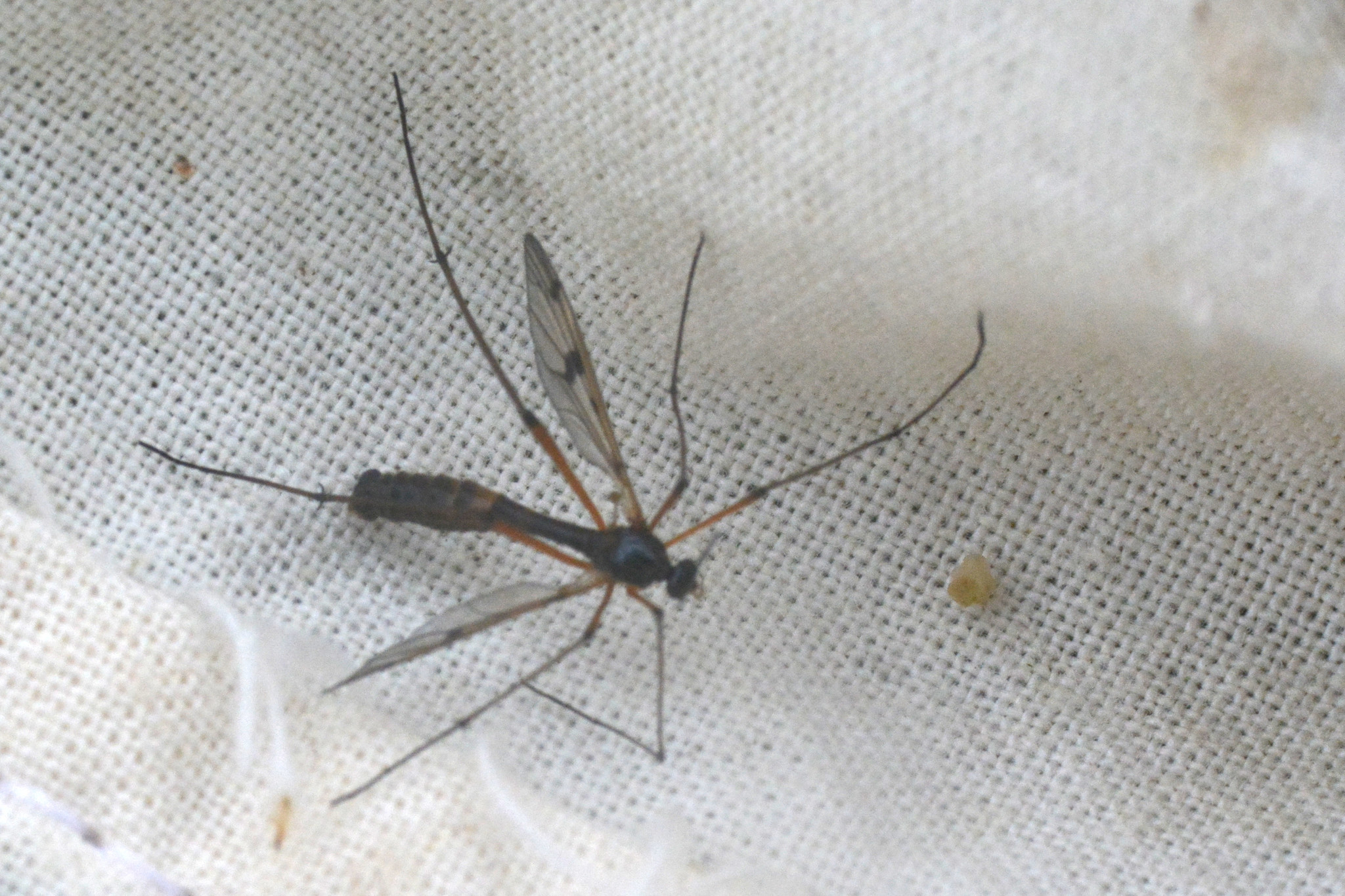 Ptychoptera contaminata (Linnaeus, 1758)