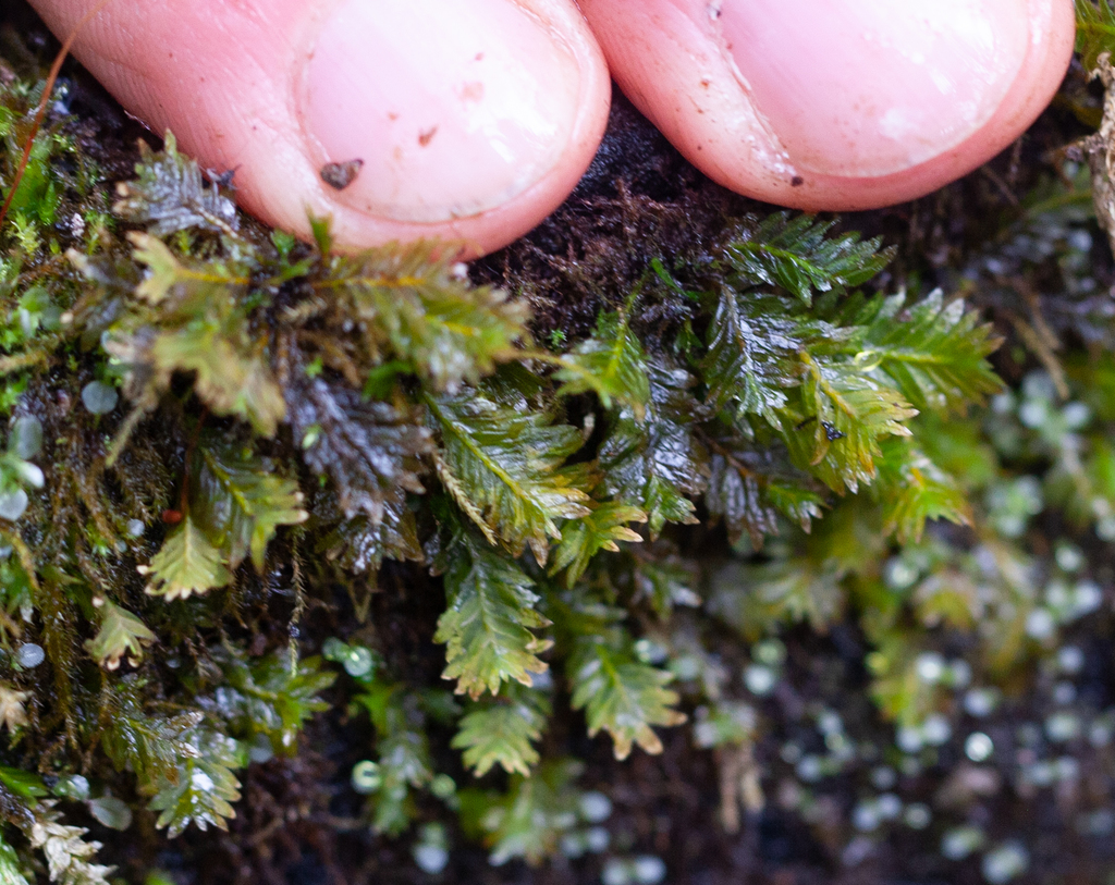 Rock Pocket-moss from Scots Bay, NS B0P 1H0, Canada on May 1, 2022 at ...