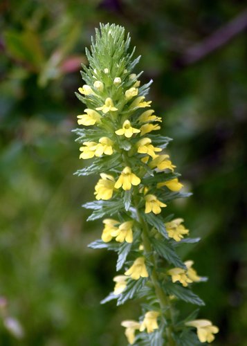 Yellow Bartsia (Parentucellia viscosa) · iNaturalist
