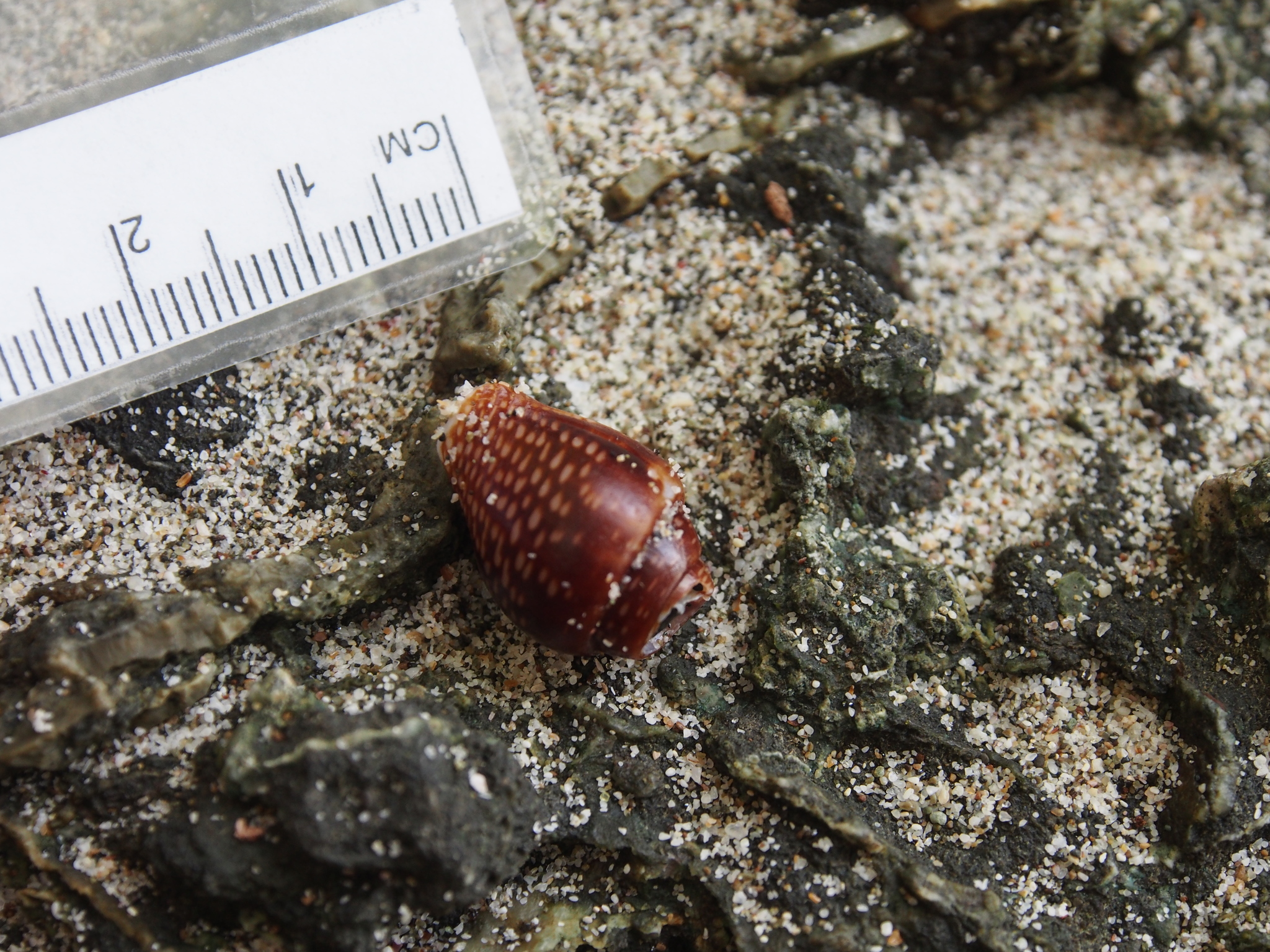 Columbella strombiformis Lamarck, 1822