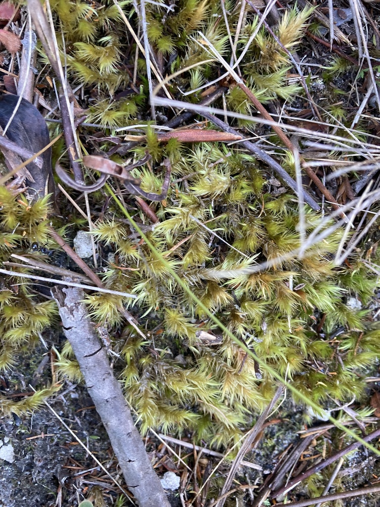(Breutelia microdonta) - Botanical Realm