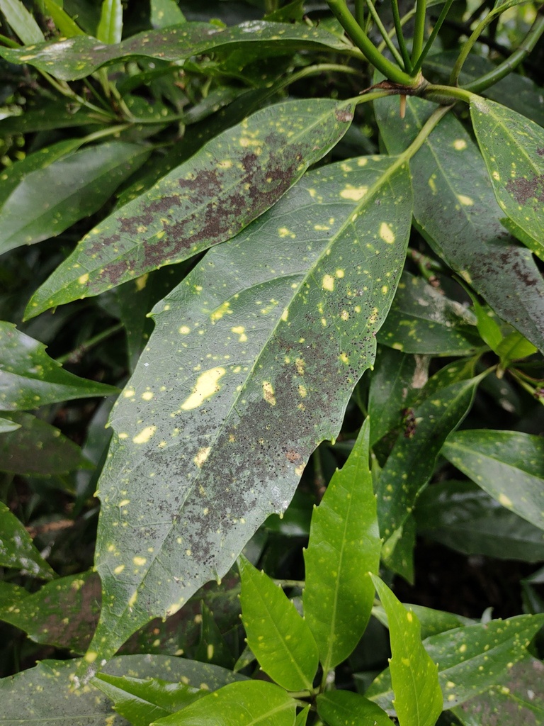 Aucuba ringspot virus from Liverpool, UK on May 2, 2022 at 01:54 PM by ...