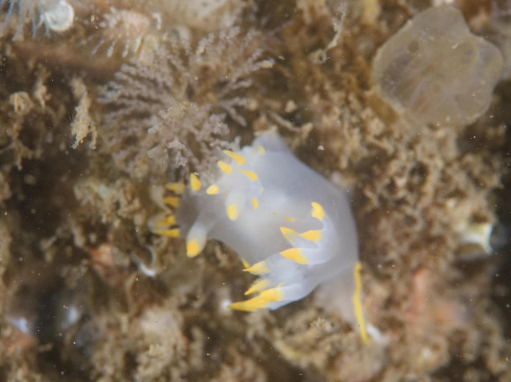 Polycera faeroensis Lemche, 1929